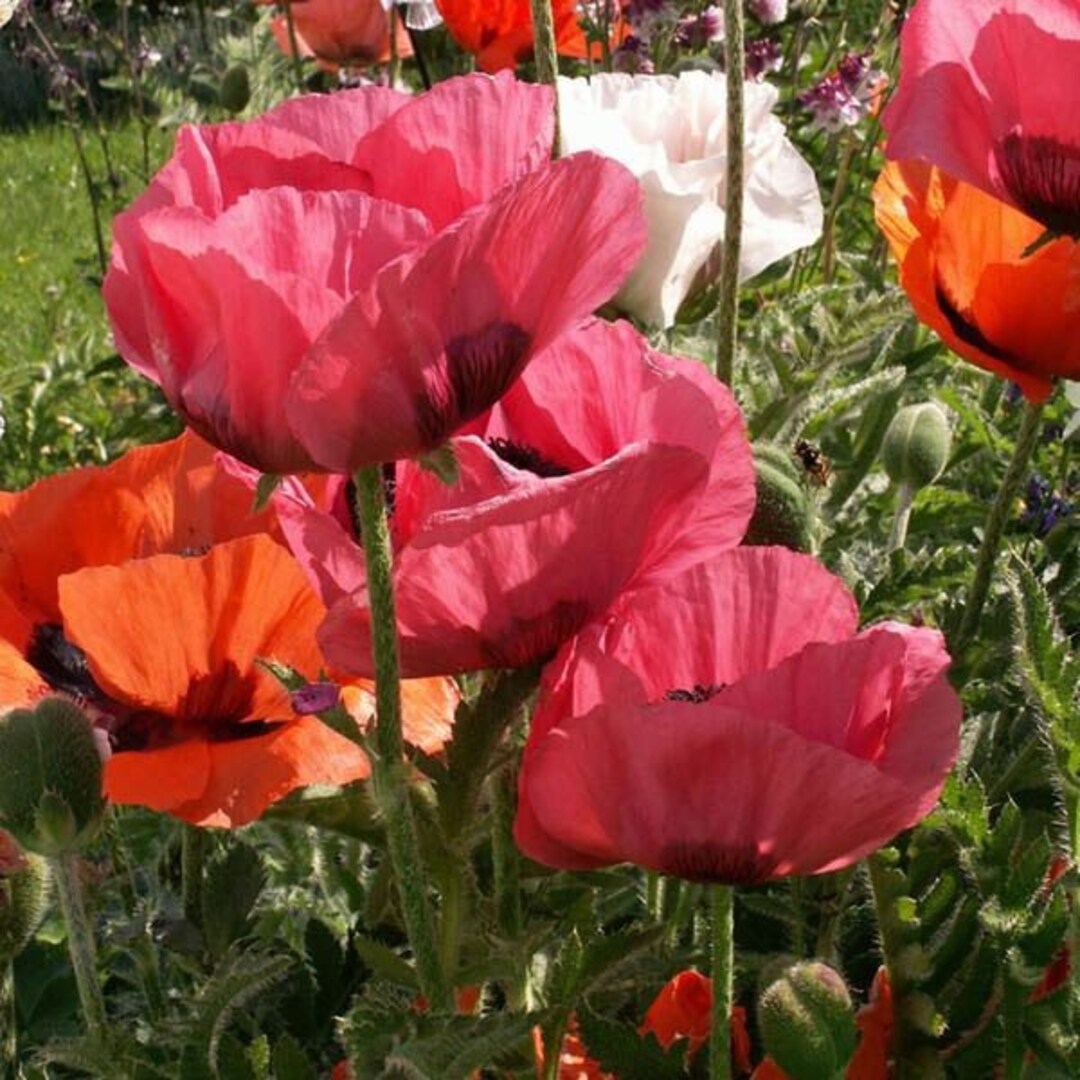 Perennial Flower Seeds Poppy Power Seed Mix – 2000 Non-GMO Perennial ...