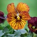 Viola Tiger Eye Mix (viola Hybrida) 30 Flower Seeds - Etsy
