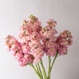 Stock Champagne (matthiola Incana) 25 Flower Seeds - Etsy