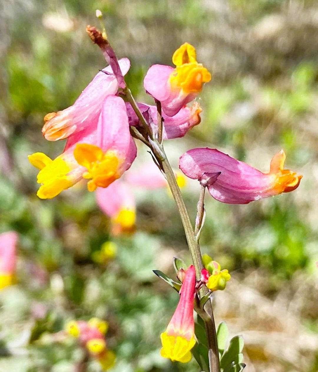 Corydalis Sempervirens rock Harlequin 50 Flower Seeds - Etsy