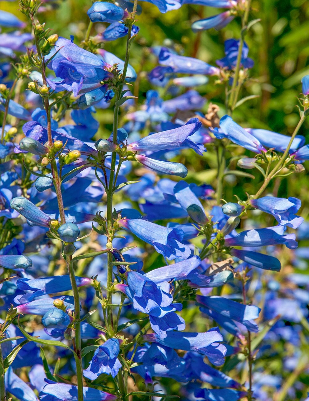 Penstemon Heterophyllus Electric Blue