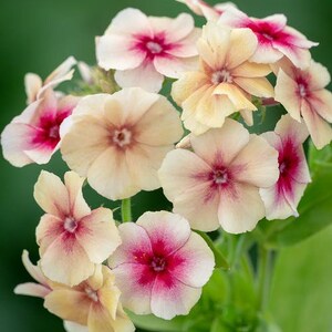 Phlox Cherry Caramel (25 Flower Seeds) - Etsy