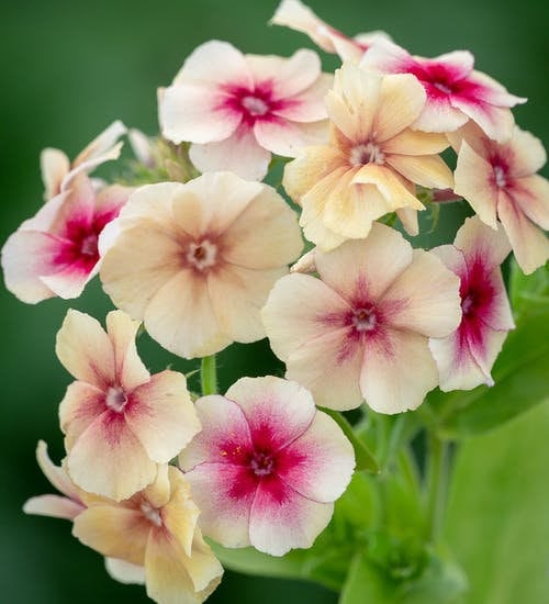Phlox Cherry Caramel (25 Flower Seeds) - Etsy