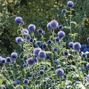 Echinops Ritro Platinum Blue globe Thistle 15 Flower Seeds - Etsy