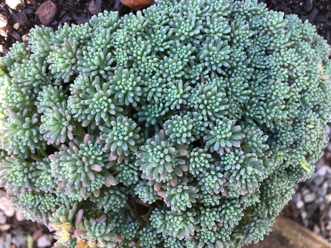 Sedum Rubens Lizard stonecrop Seeds - Etsy Ireland
