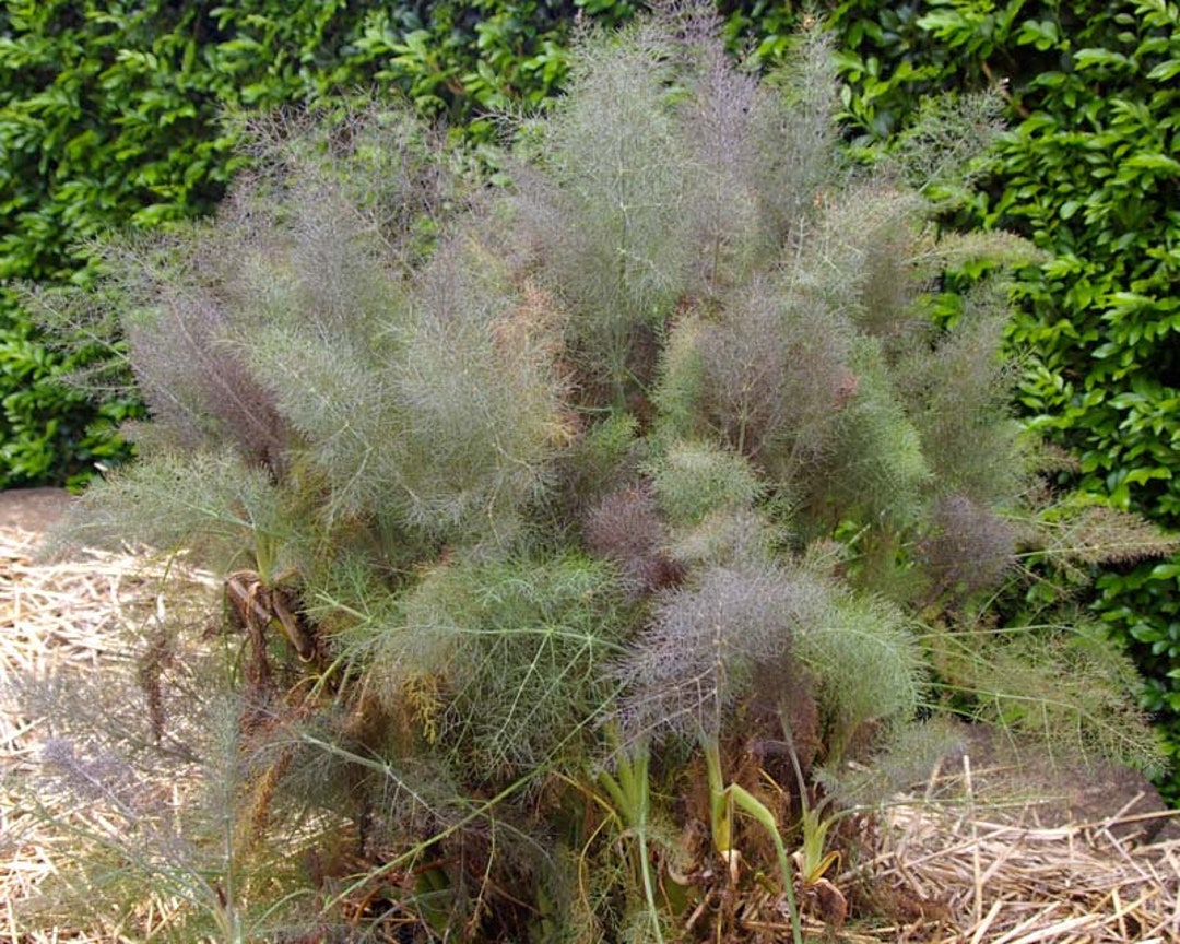 Smokey Fennel or Bronze Fennel foeniculum Vulgare 25 Herb Seeds - Etsy