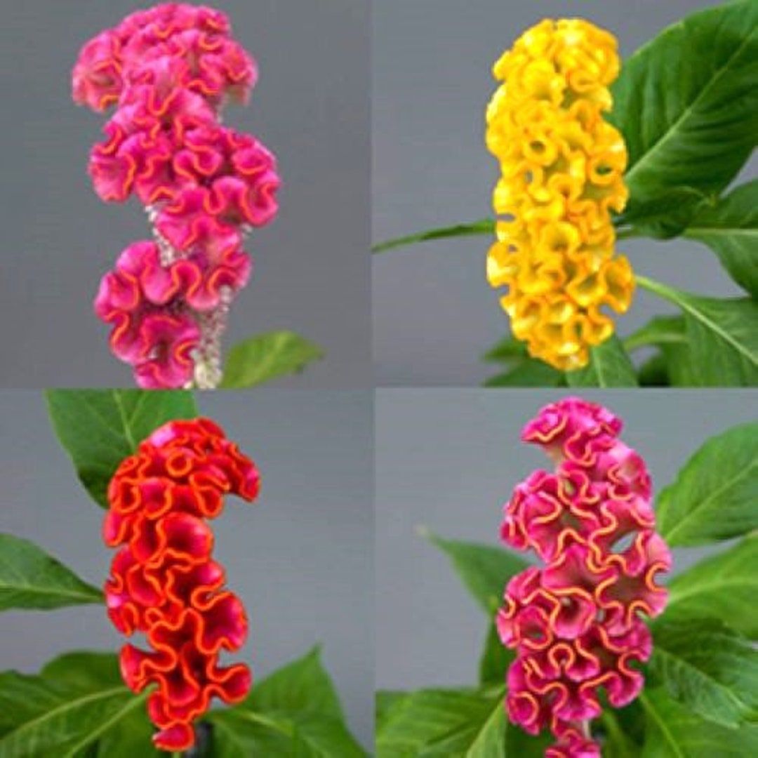 Celosia Cristata Neo Series cockscomb 10 Flower Seeds - Etsy
