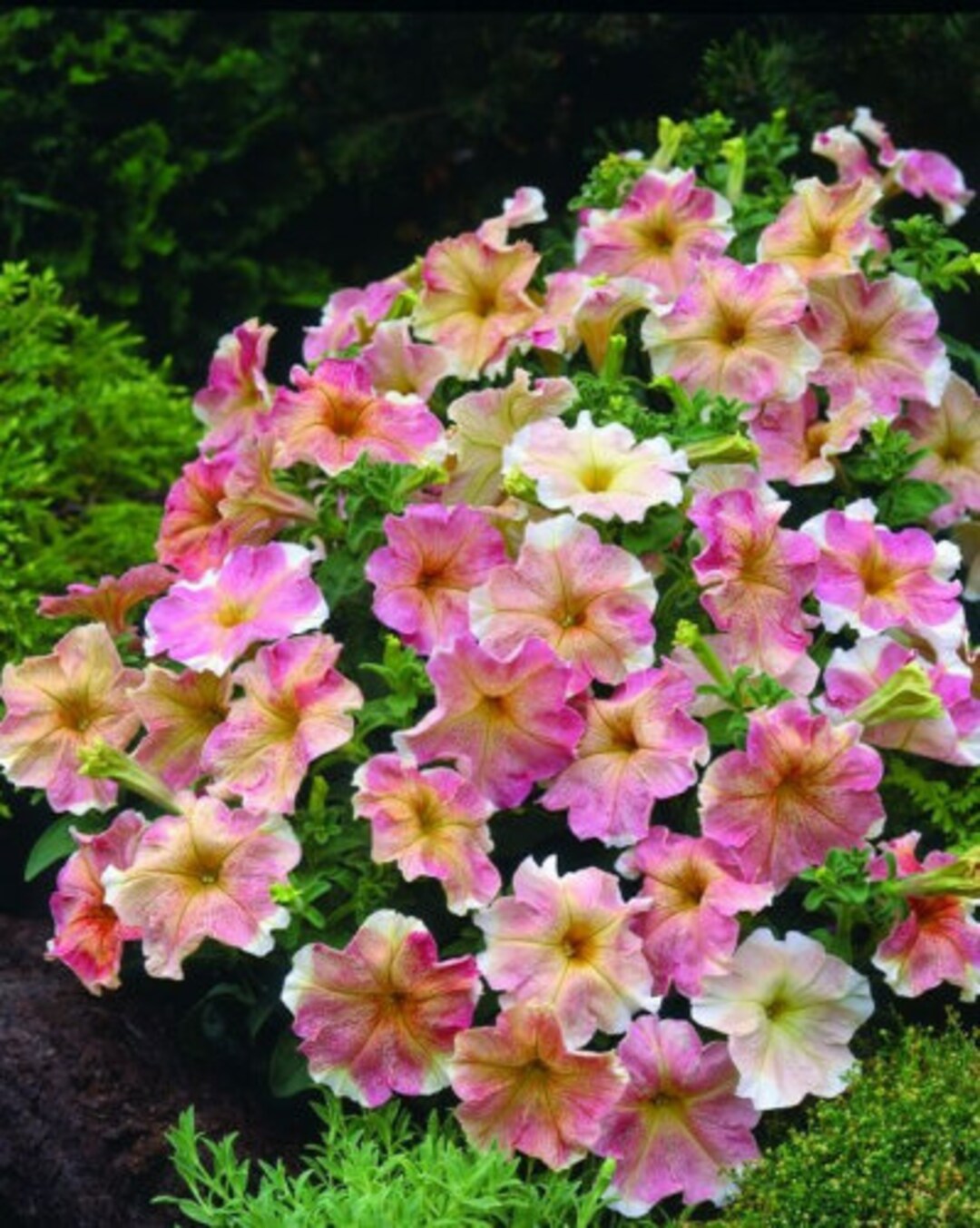 Petunia Dolcissima (dolce) Full Mix (10 Flower Seeds) - Etsy