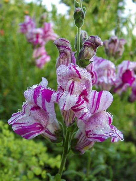 Purple Snapdragon Flower