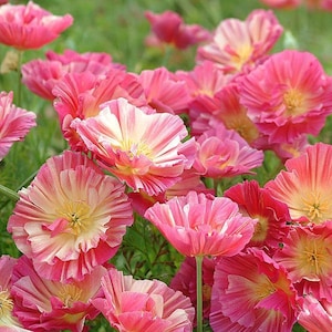 California Poppy Thai Silk Rose Chiffon (eschscholzia Californica/apple ...