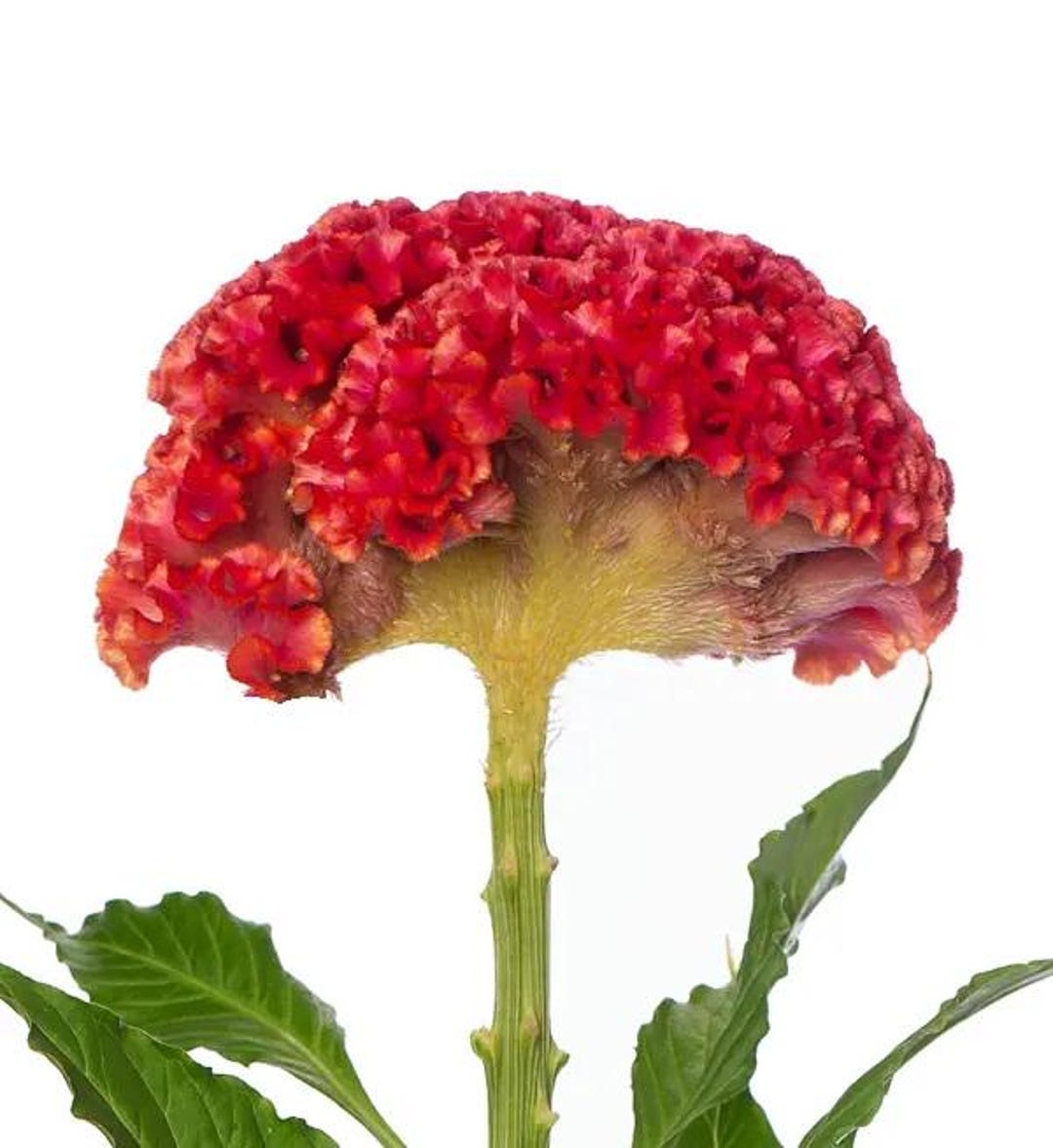 Celosia Cristata Coral Diamond (cockscomb) 10 Flower Seeds - Etsy