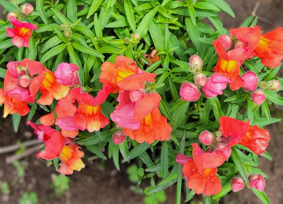Snapdragon Floral Showers Deep Bronze (antirrhinum Majus) 50 Flower ...