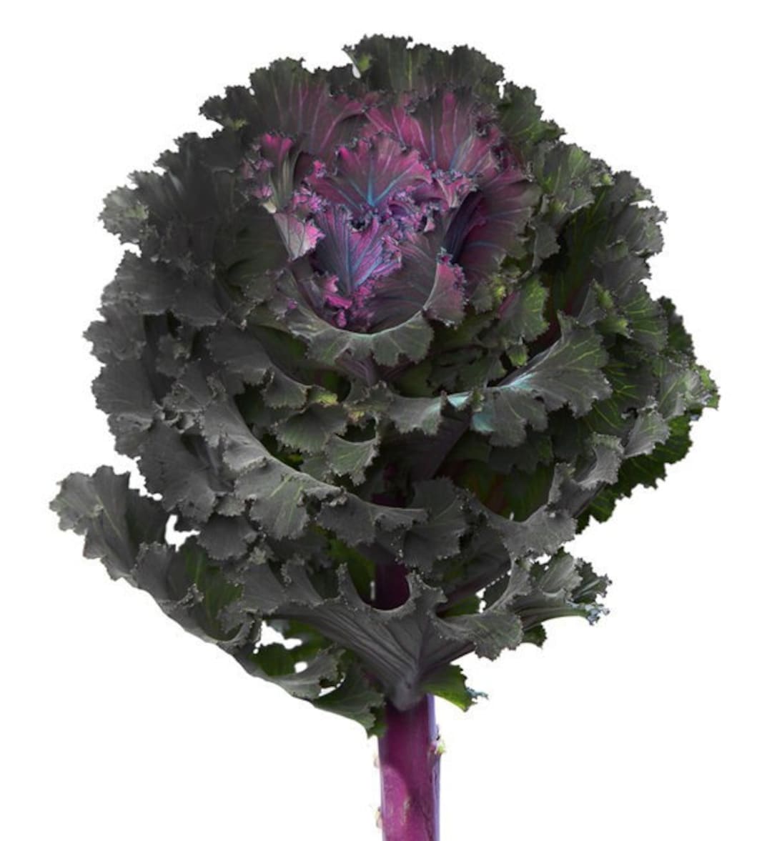 Flowering Kale Black Angel 5 Flower Seeds - Etsy
