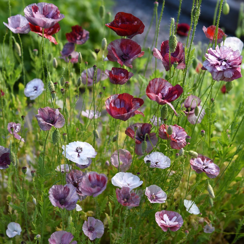 Papaver Rhoeas Pandora shirley Poppy 50 Flower Seeds - Etsy