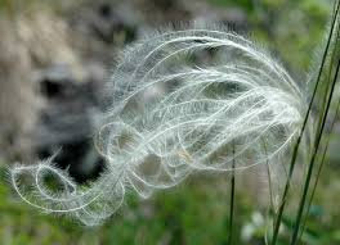 Stipa Ichu (peruvian Feather Grass) 30 Ornamental Grass Seeds - Etsy