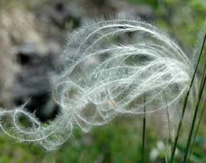 Stipa Ichu peruvian Feather Grass 15 Ornamental Grass Seeds - Etsy