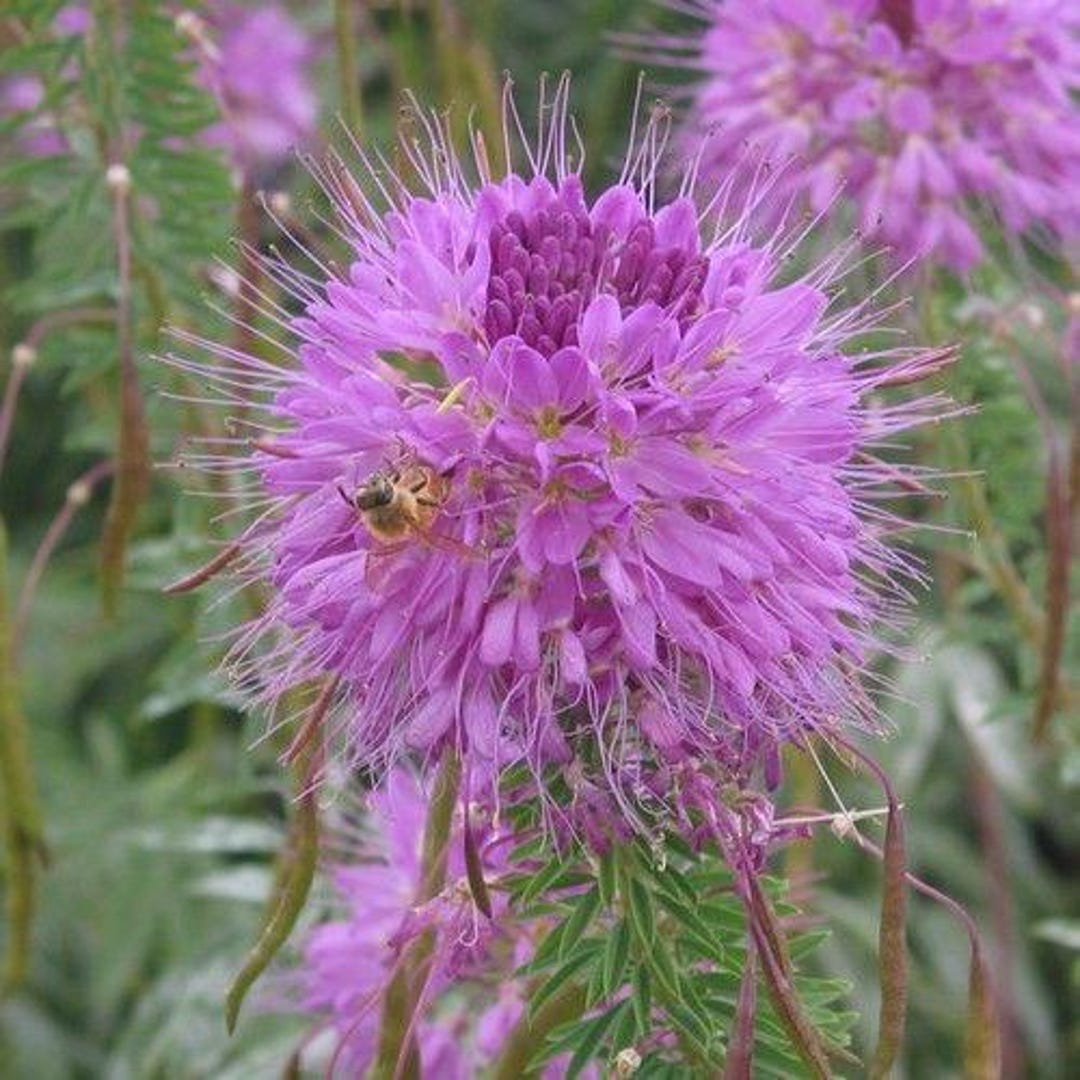Rocky Mountain Bee Plant (spider Flower) 25 Flower Seeds - Etsy