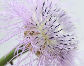 Centaurea Cyanus | Etsy