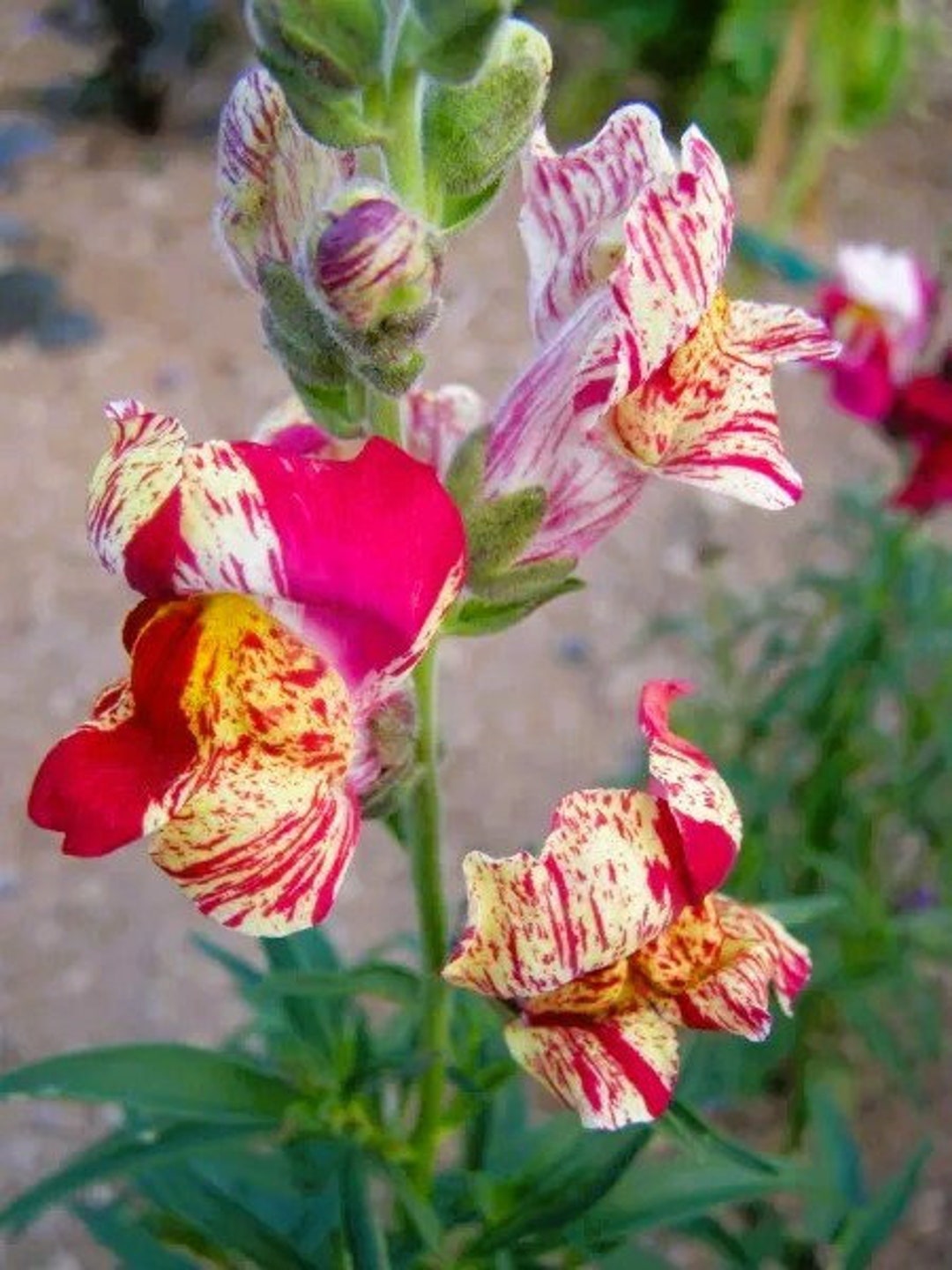 Snapdragon Brighton Rock antirrhinum Bizarre Hyb. 50 Flower - Etsy