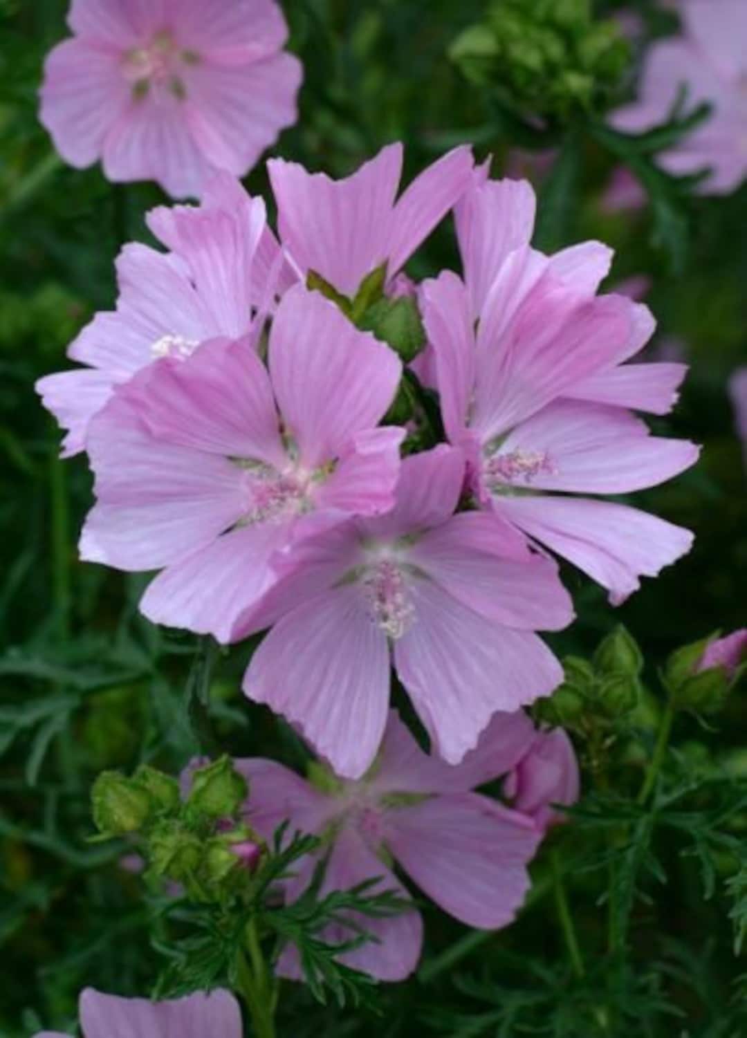 Malva Moschata Appleblossom 30 Flower Seeds - Etsy