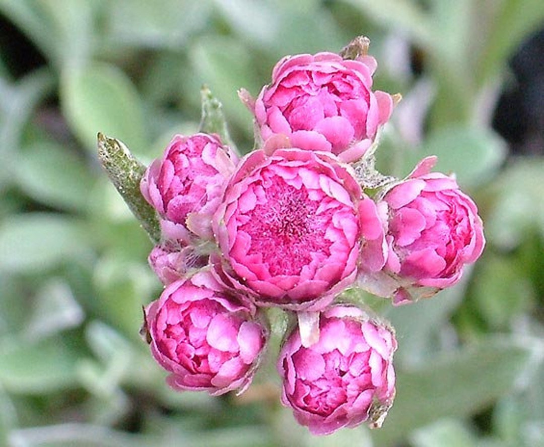 Pussytoes Red (antennaria Dioica Rubra) 35 Flower Seeds - Etsy