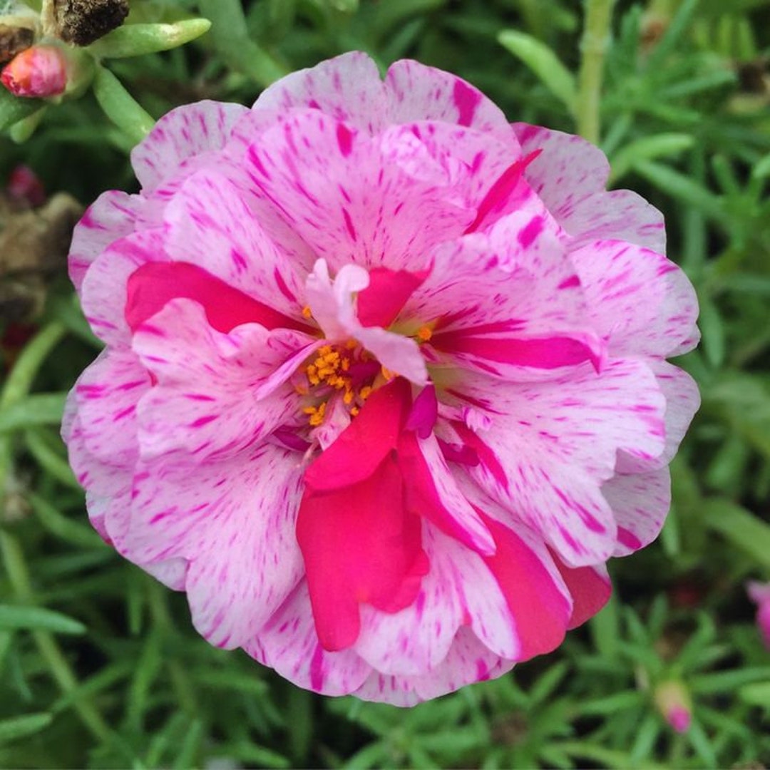 Moss Rose Happy Hour Peppermint 20 Flower Seeds, Multipelleted - Etsy