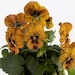 Viola Tiger Eye Mix (viola Hybrida) 30 Flower Seeds - Etsy