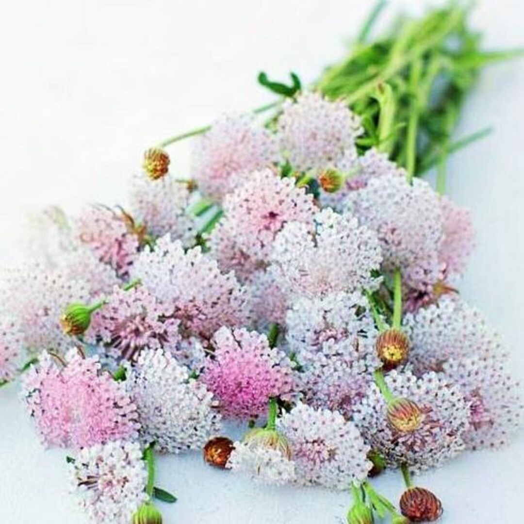 Lace Flower Pink (didiscus Lacy Pink) 30 Flower Seeds - Etsy