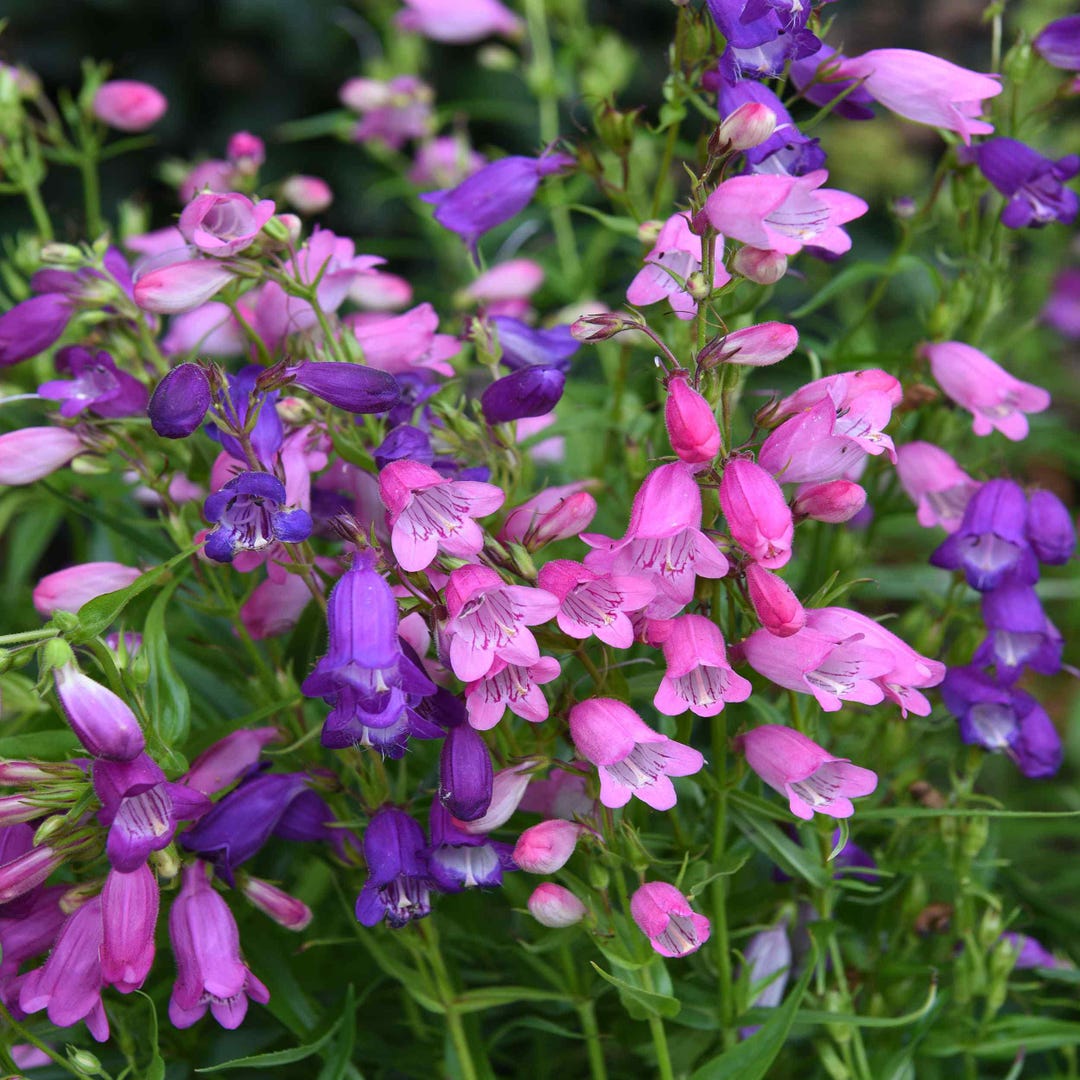 Penstemon Mexicali Miniature Bells (beardtongue) 20 Flower Seeds - Etsy