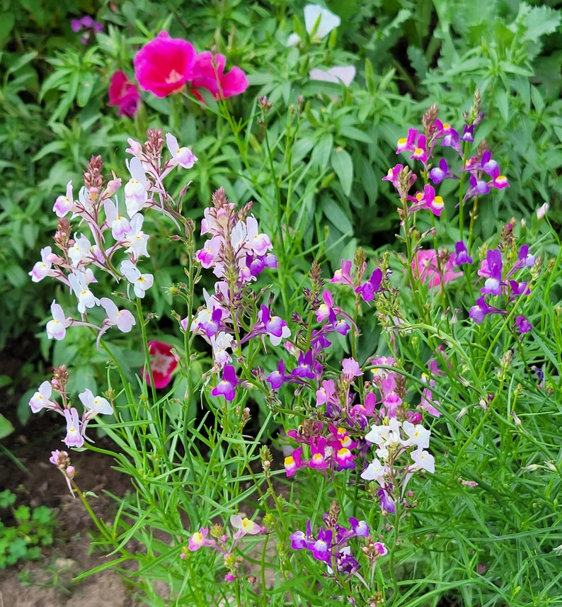 Linaria Fairy Bouquet toadflax 50 Flower Seeds - Etsy