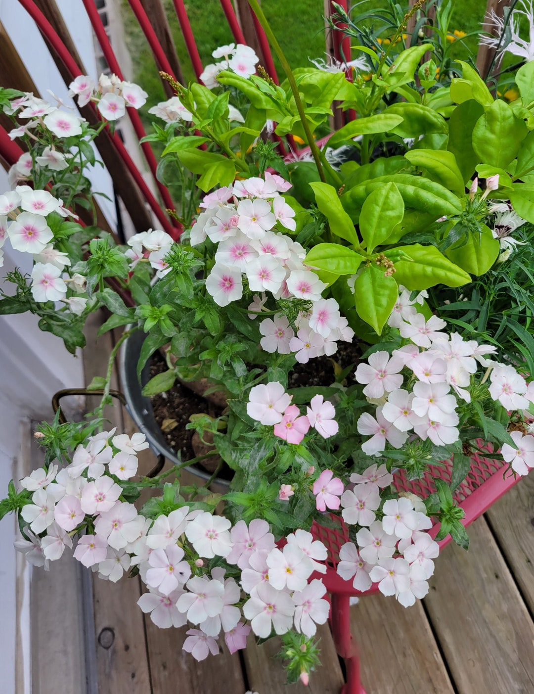 Phlox Blushing Bride phlox Drummondii 30 Flower Seeds - Etsy