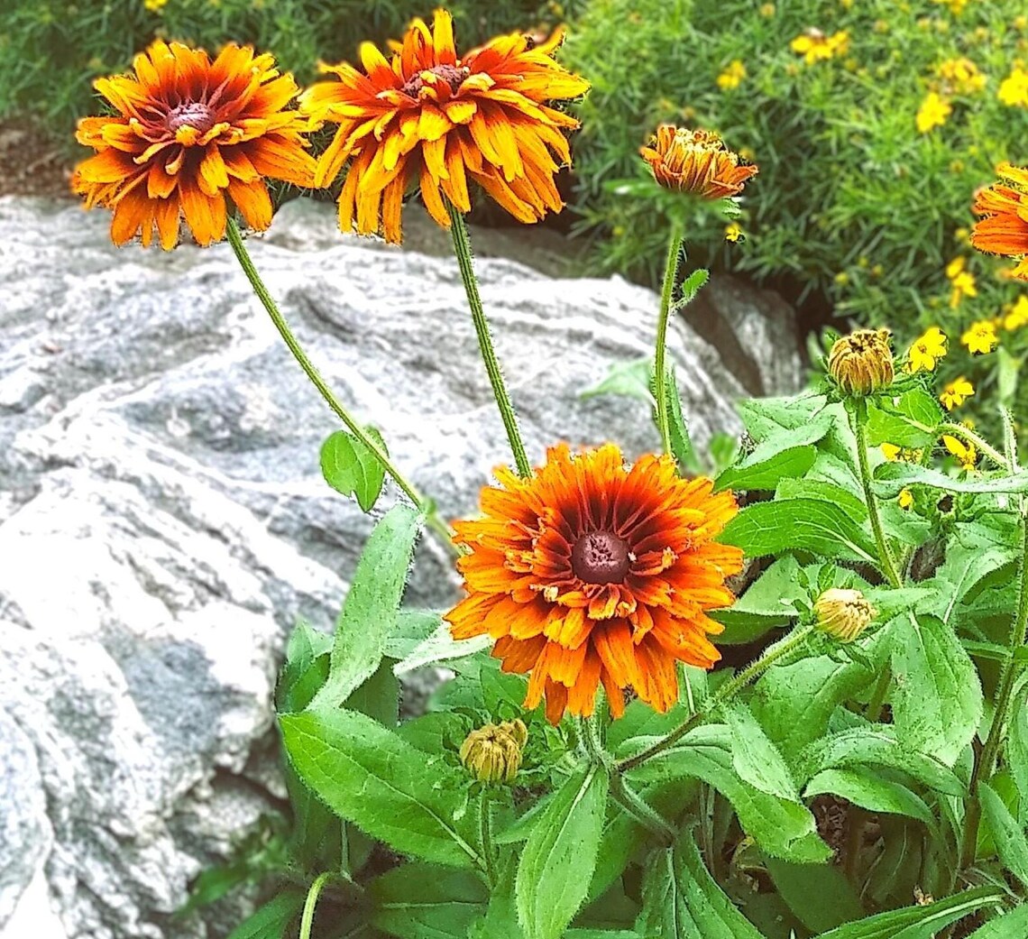 Rudbeckia Cherokee Sunset (15 Flower Seeds) - Etsy