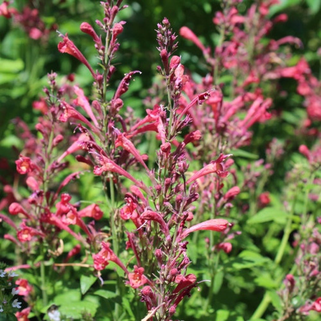 Agastache Raspberry Daiquiri Party Mixers (hyssop) 20 Flower Seeds - Etsy