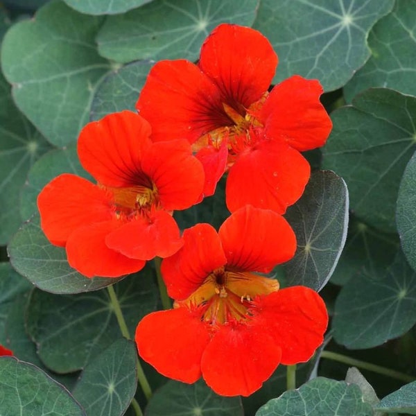 Nasturtium Seeds - Etsy