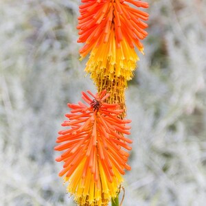 Kniphofia Triangularis (mandarin Poker; Dwarf Red Hot Poker) 15 Flower ...