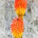 Kniphofia Triangularis (mandarin Poker; Dwarf Red Hot Poker) 15 Flower ...