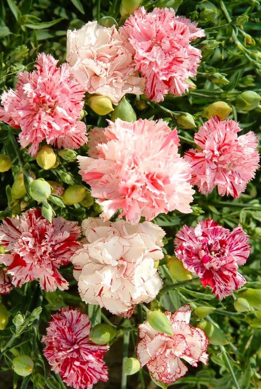 Carnation Chabaud Picotee Fantasy (15 Flower Seeds) - Etsy