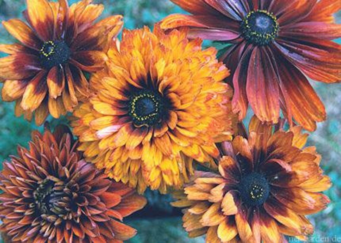 Rudbeckia Cherokee Sunset (15 Flower Seeds) - Etsy