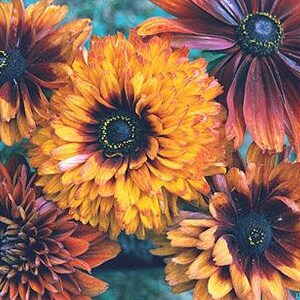 Rudbeckia Cherokee Sunset (15 Flower Seeds) - Etsy