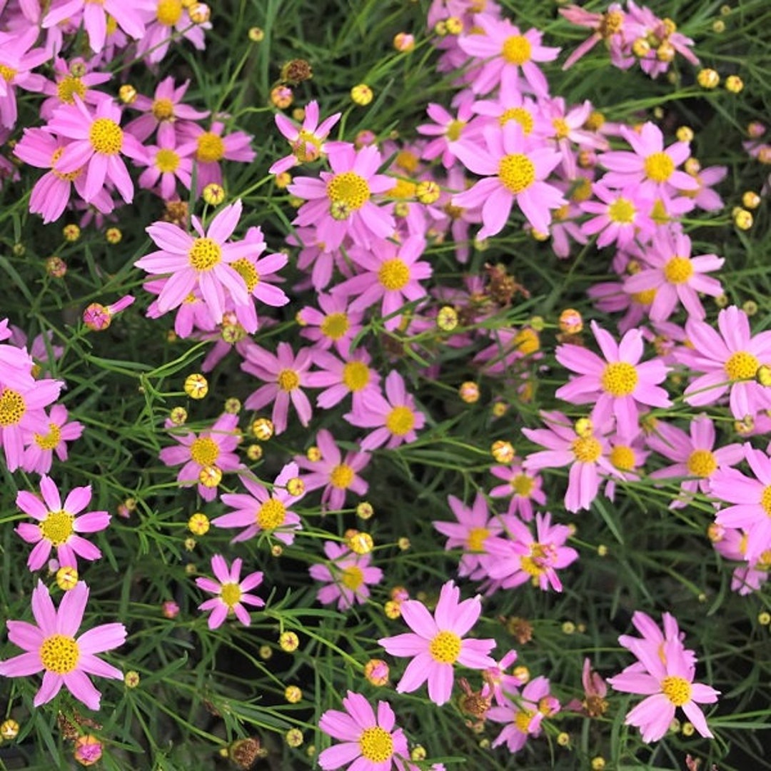 Coreopsis Rosea American Dream (30 Flower Seeds) - Etsy