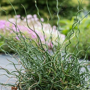 Juncus Filiformis Spiralis (corkscrew Rush) 40 Ornamental Grass Seeds ...