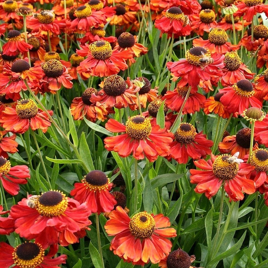 Helenium Autumnale (sneezeweed) 30 Flower Seeds - Etsy