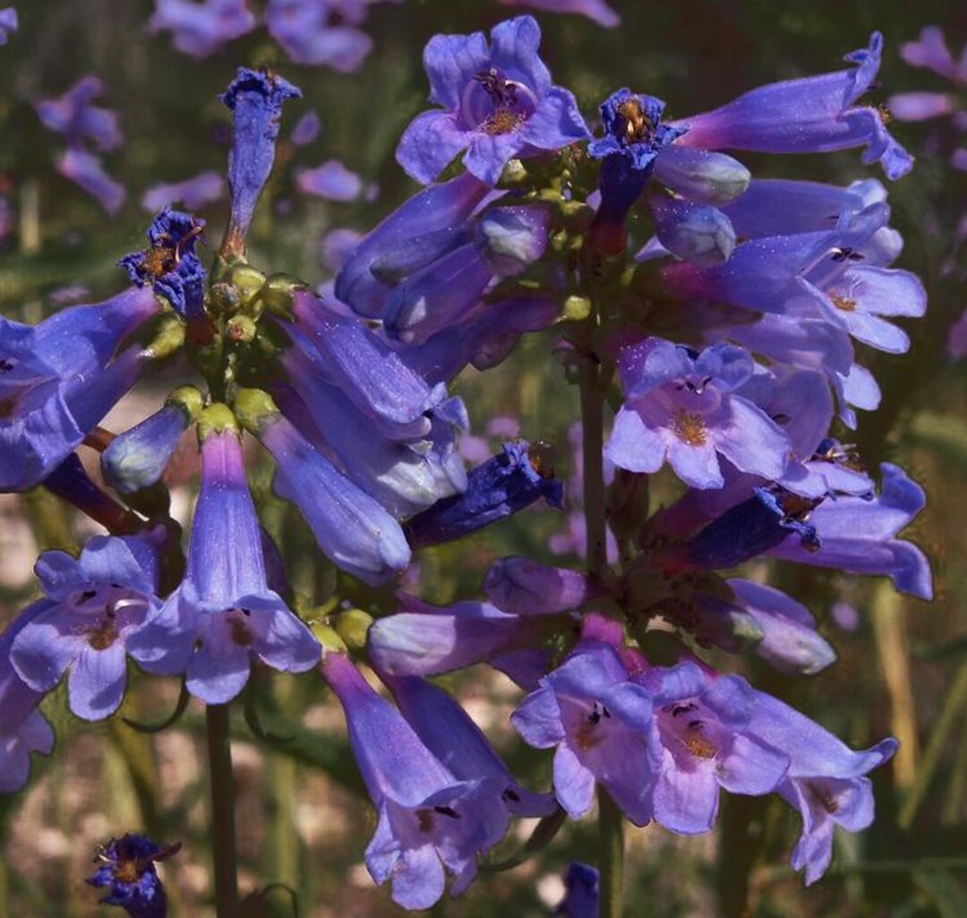 Penstemon Watsonii (watson's Beardtongue) 25 Flower Seeds - Etsy