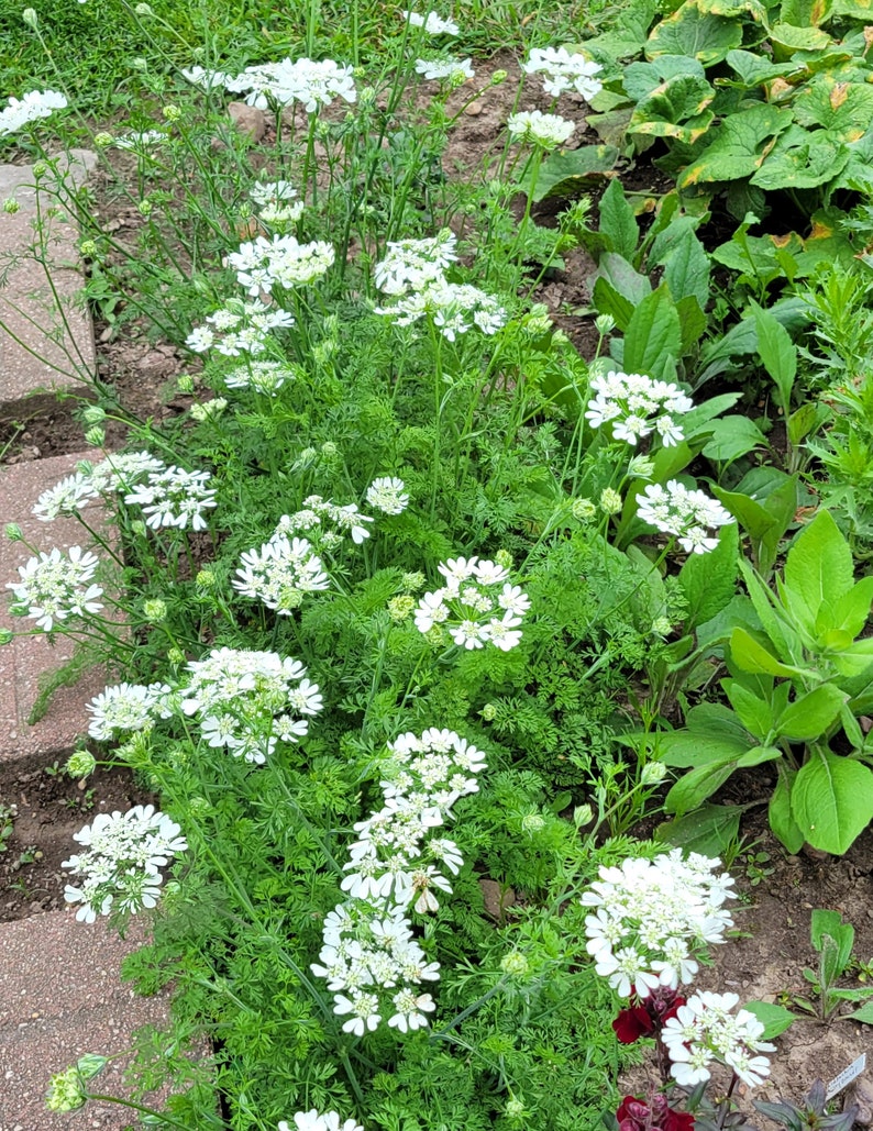 Orlaya Grandiflora White Lace (white Finch) 30 Flower Seeds - Etsy