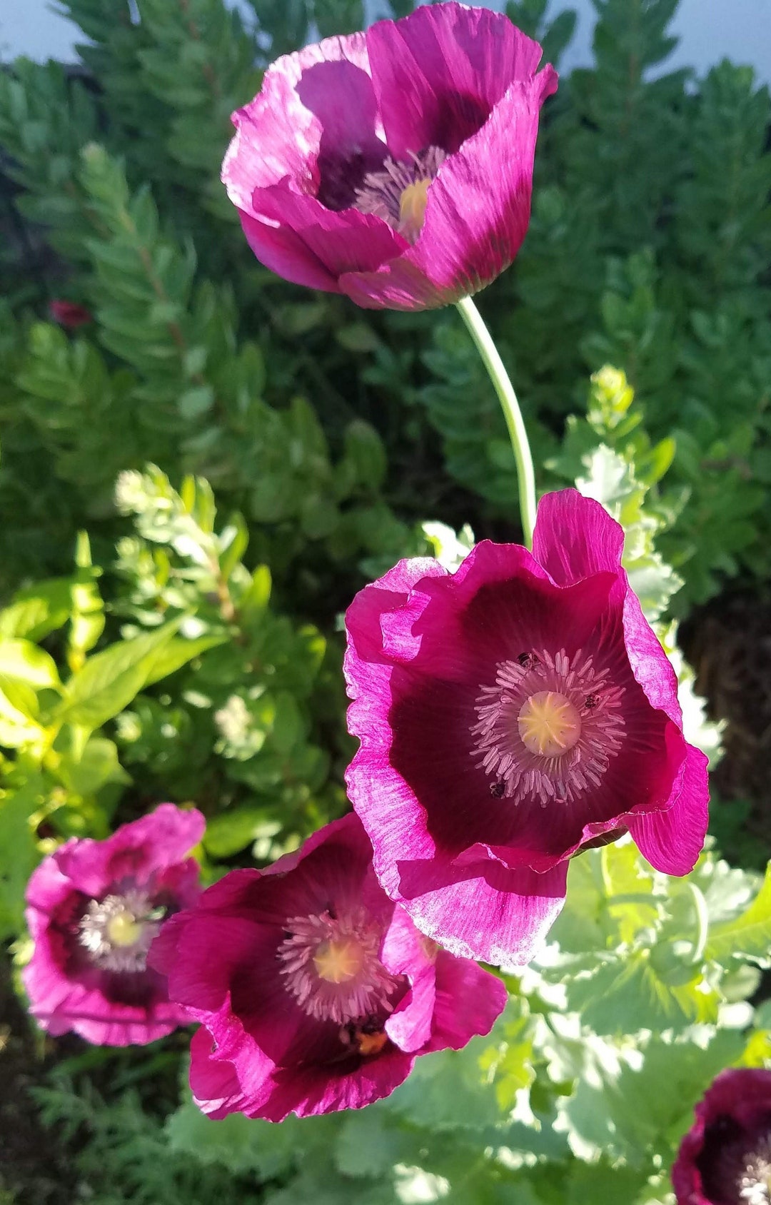 Poppy Laurens Grape (breadseed Poppy) 50 Flower Seeds - Etsy
