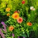 Calendula Touch of Red Mix calendula Officinalis 25 Flower Seeds - Etsy