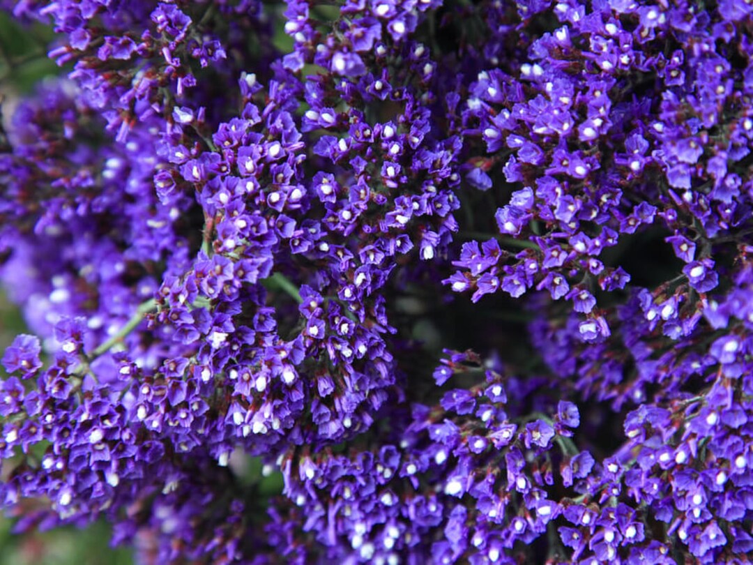 Statice Perezii Deep Blue Select (15 Flower Seeds) - Etsy