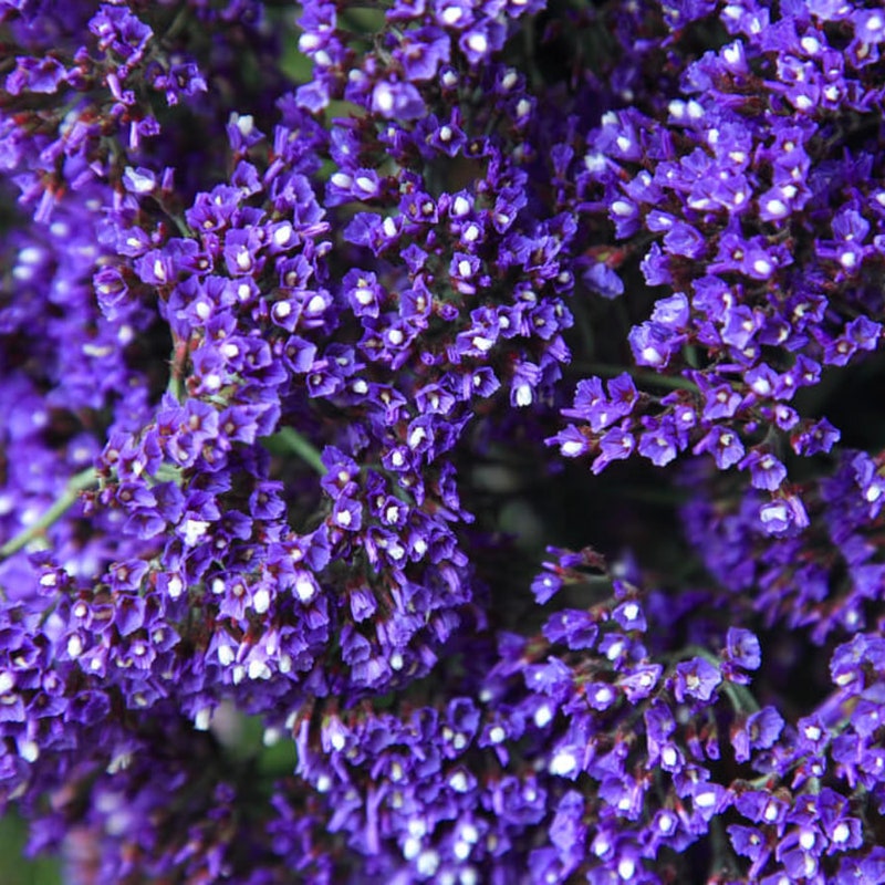 Statice Seeds - Etsy