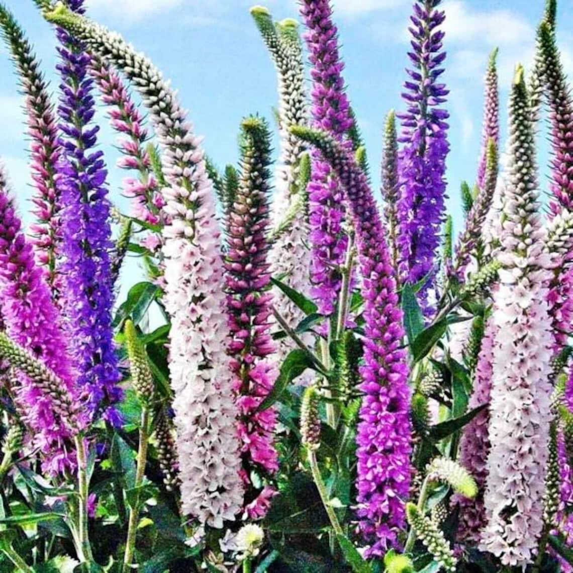 Veronica Spicata Sightseeing Mix (35 Flower Seeds) - Etsy
