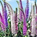 Veronica Spicata Sightseeing Mix (50 Flower Seeds) - Etsy